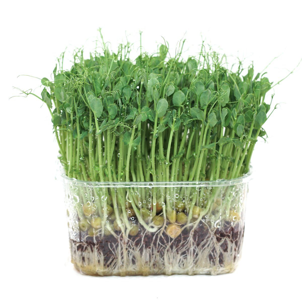 Aconbury Sprouts Organic Snow Peas for sprouting 500G – Valley Organics ...